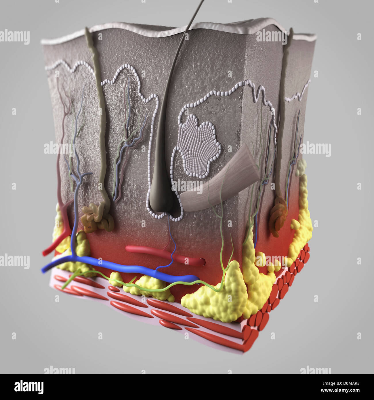 Subcutis hi-res stock photography and images - Alamy