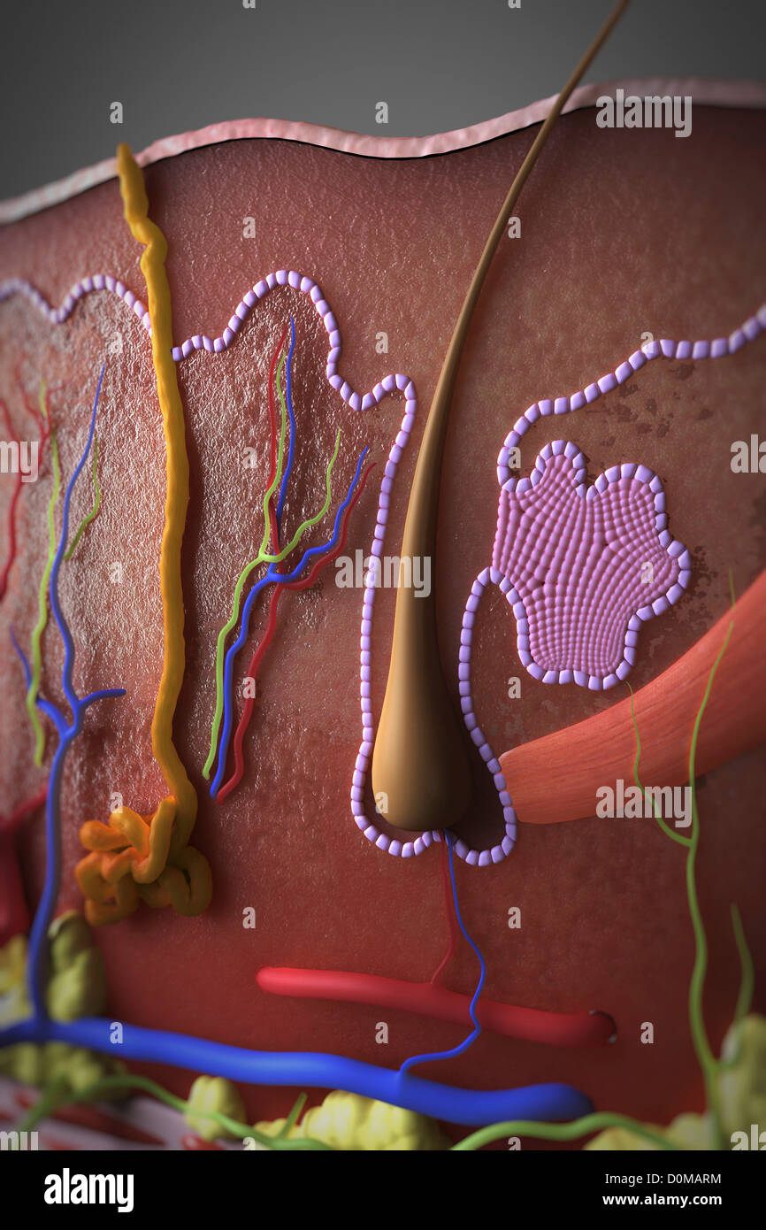 Dermis layer hi-res stock photography and images - Alamy