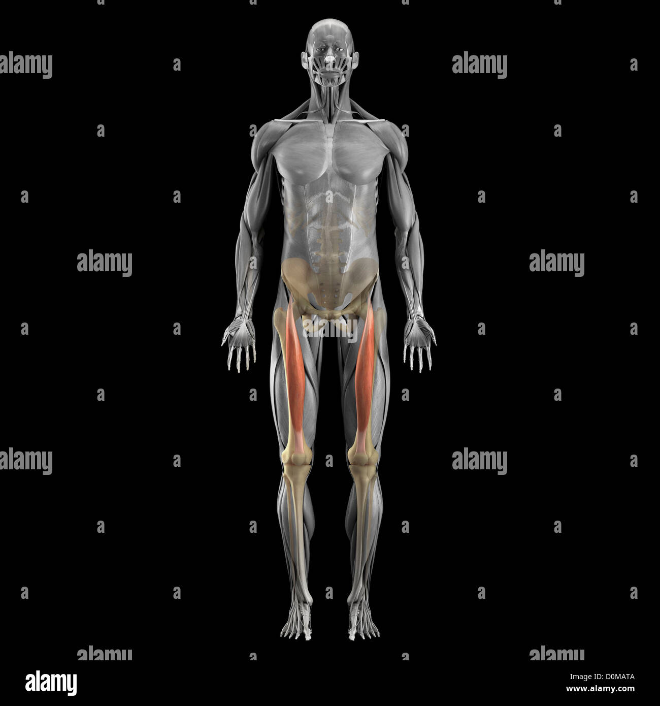 Rectus femoris muscle hi-res stock photography and images - Alamy