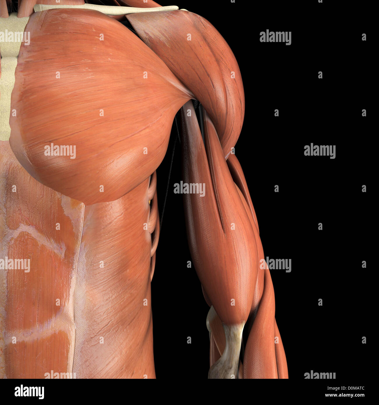 Anatomical model showing the pectoralis major, deltoid and biceps ...