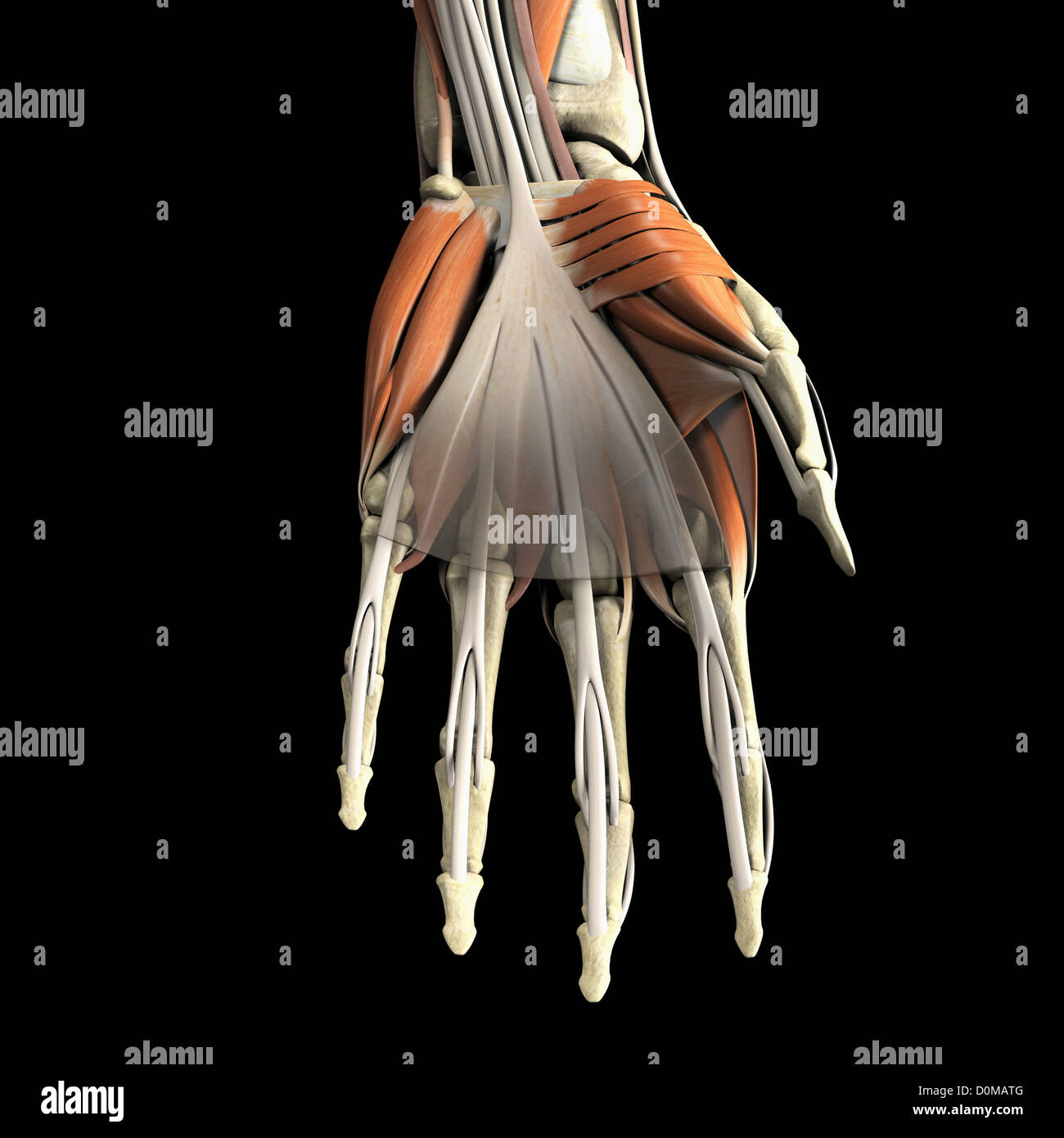 A human model showing the hand muscles Stock Photo - Alamy