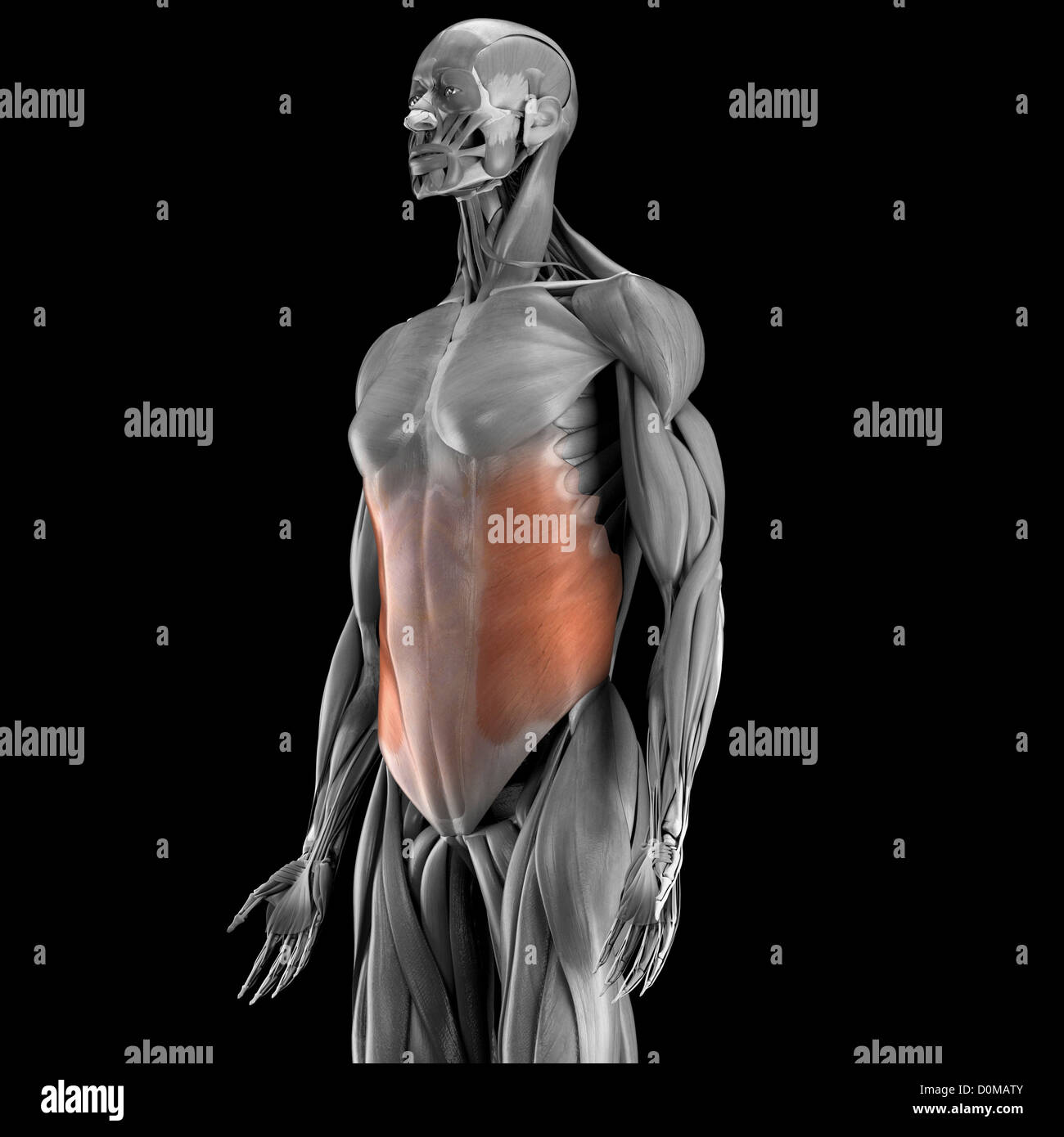 A human model showing the external oblique muscle Stock Photo - Alamy