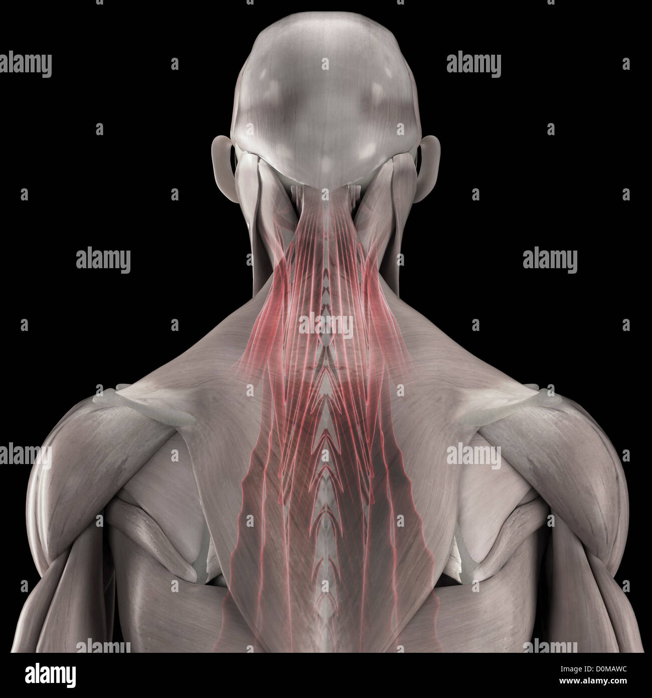 A human model showing the deep muscles of the back Stock Photo - Alamy