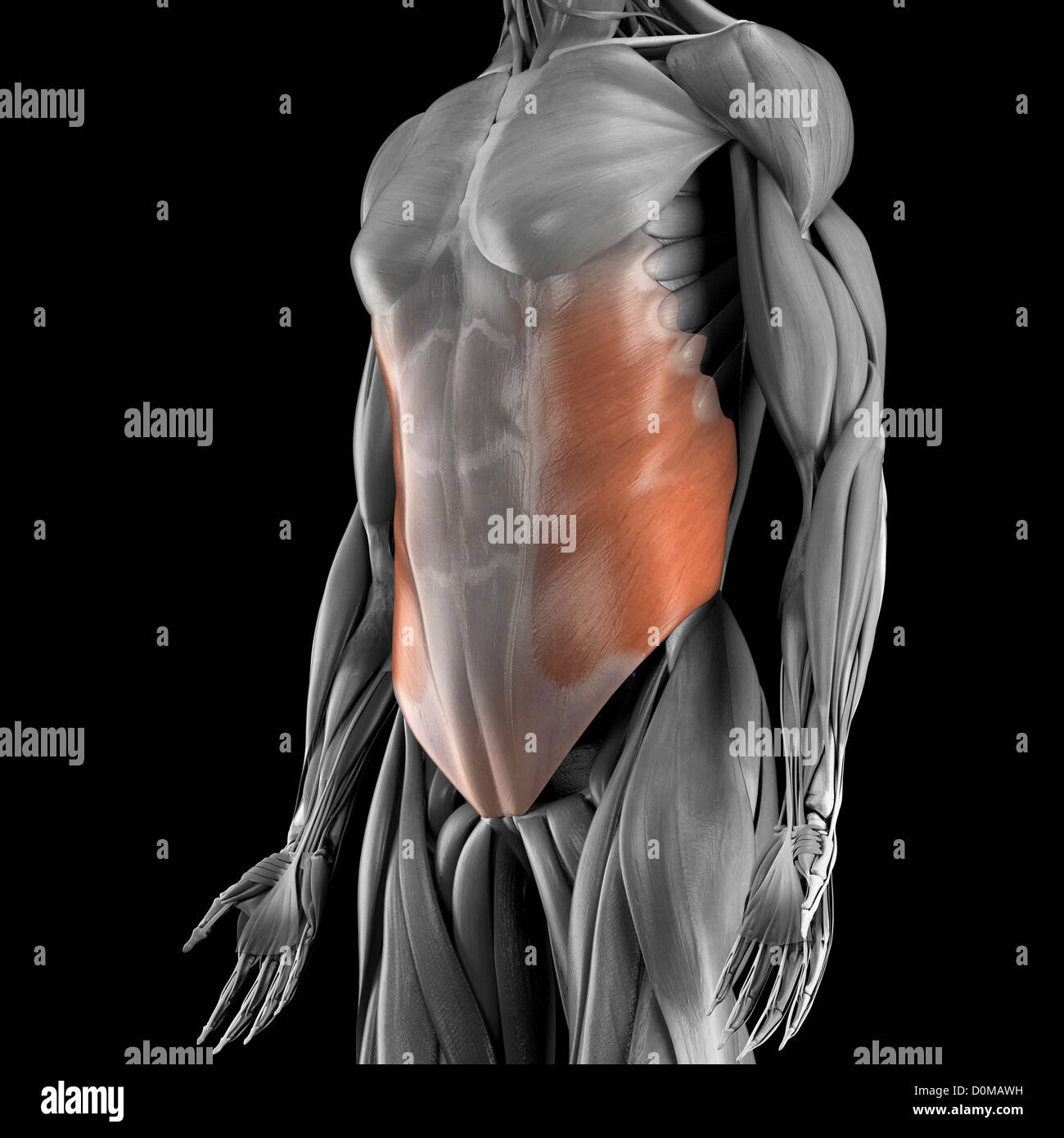 A human model showing the external oblique muscle Stock Photo - Alamy