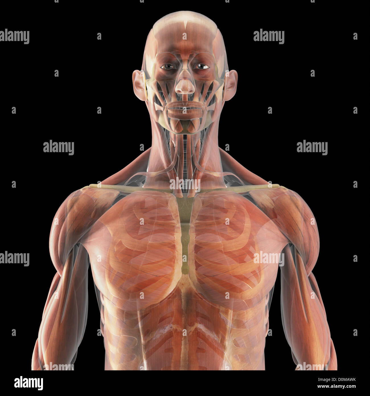Anatomical model showing the deltoid and pectoralis major muscles Stock ...
