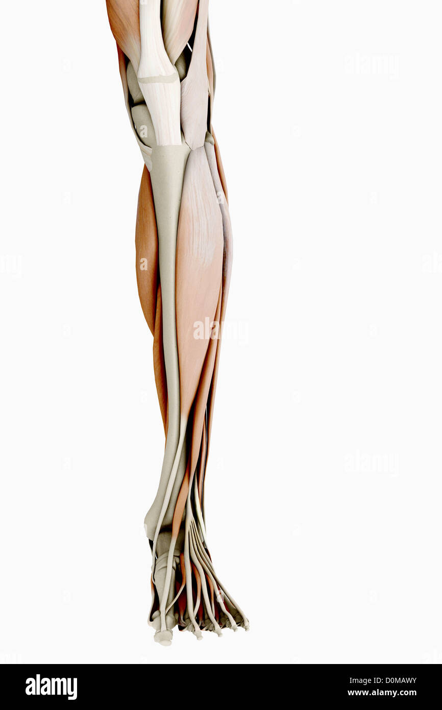 A human model showing the leg and foot muscles Stock Photo - Alamy