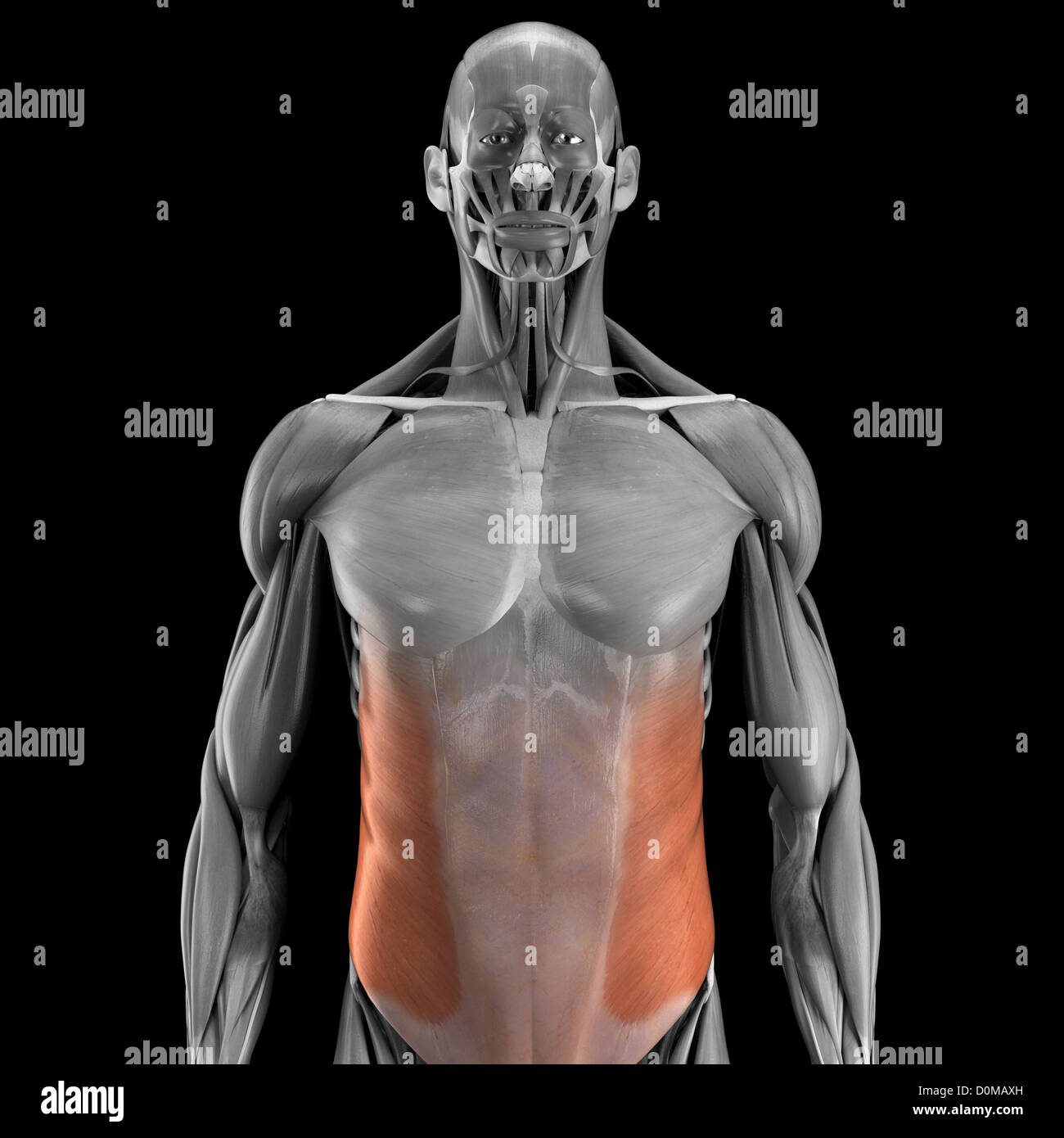 A human model showing the external oblique muscle Stock Photo - Alamy