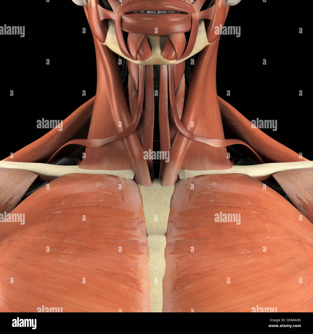 A human model showing pectoralis major and neck muscles Stock Photo - Alamy