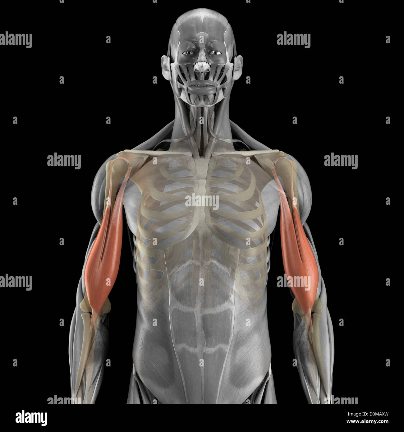 A human model showing the bicep muscles Stock Photo - Alamy