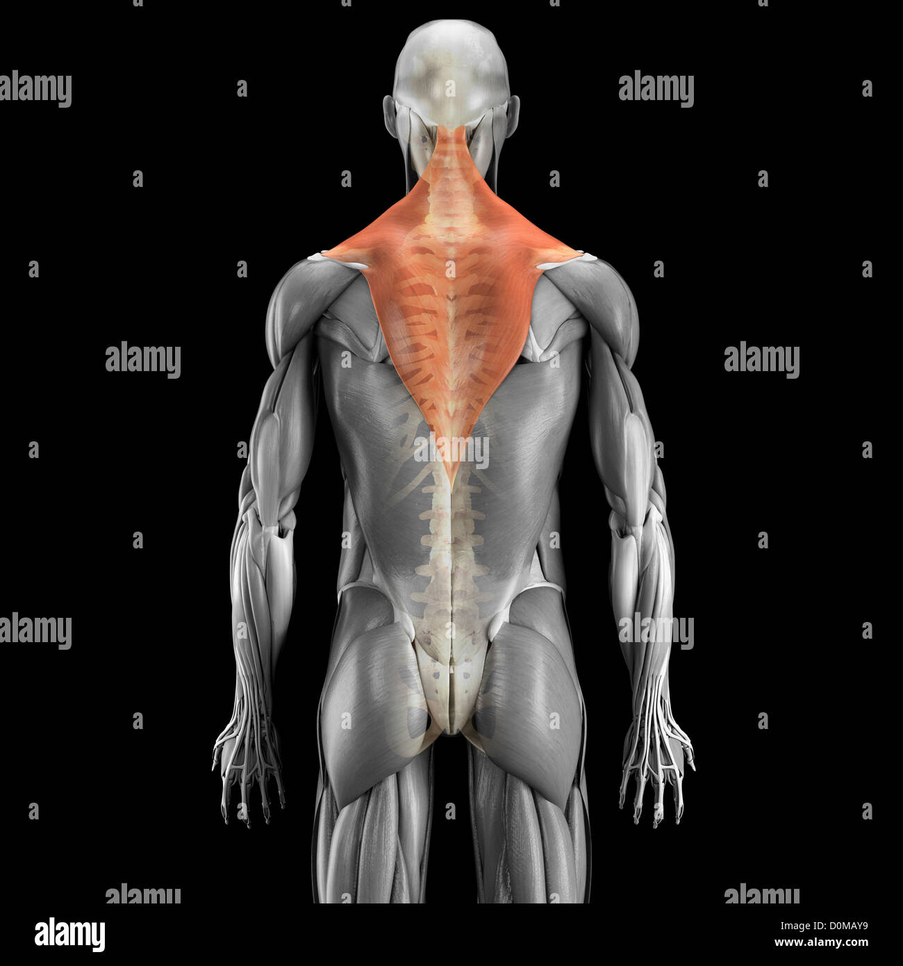 Trapezius muscles hi-res stock photography and images - Alamy