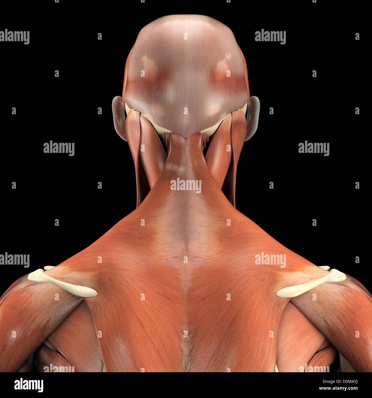 Trapezius muscle hi-res stock photography and images - Alamy