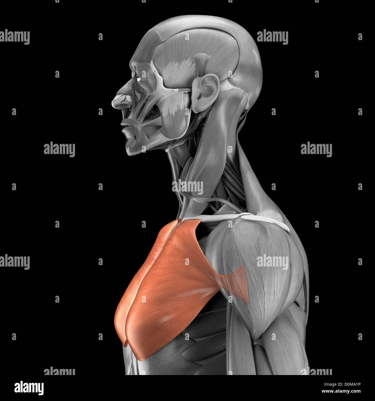 A human model showing the pectoralis major muscle Stock Photo - Alamy