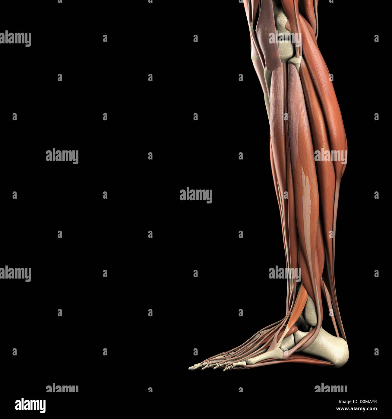 A human model showing the leg and foot muscles Stock Photo - Alamy