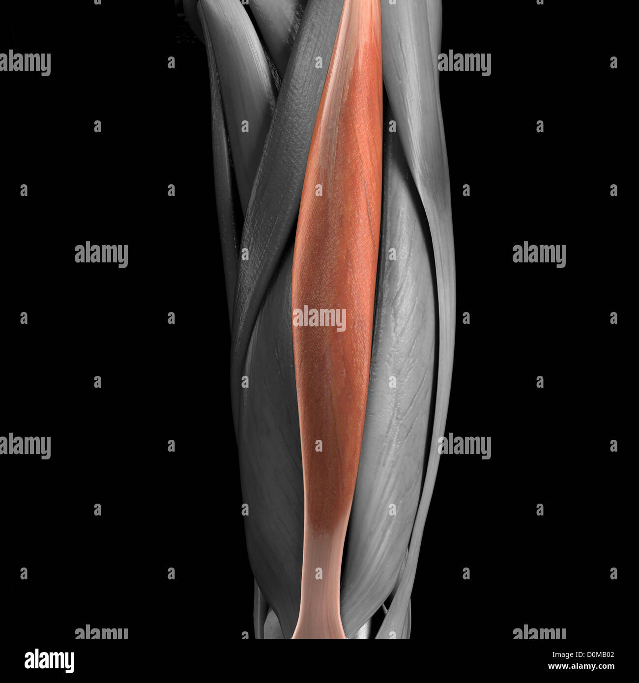 Femoris hi-res stock photography and images - Alamy