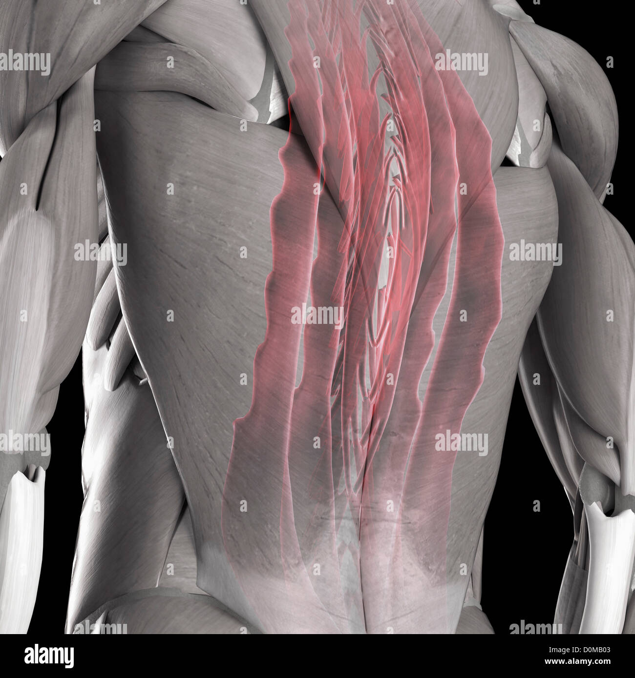 Anatomical model showing the transversospinalis Stock Photo - Alamy