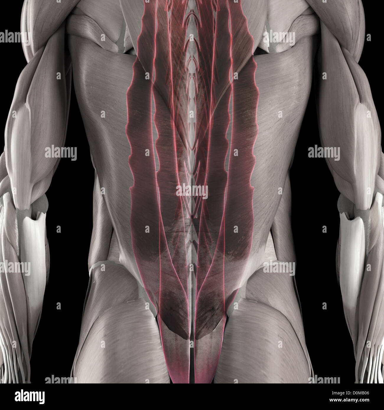 Transversospinalis Muscles
