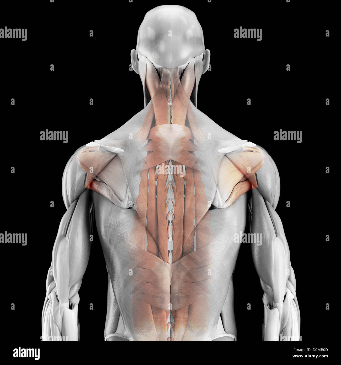 Transversospinalis muscles hi-res stock photography and images - Alamy