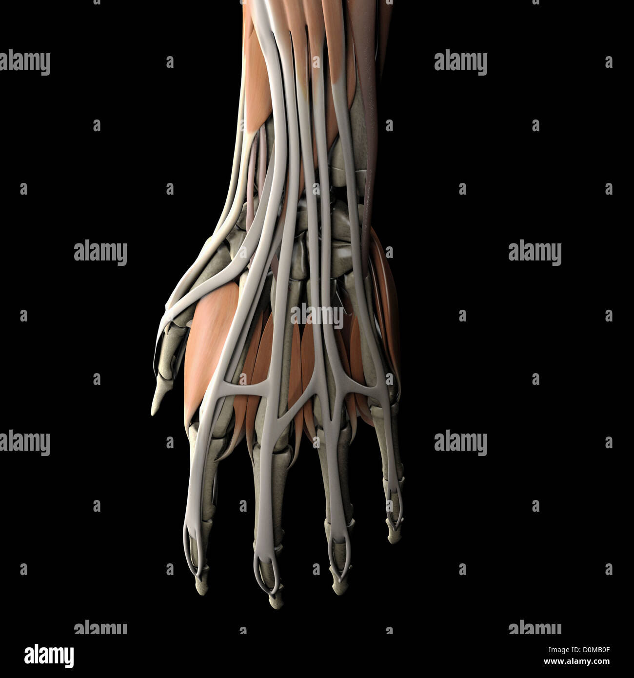 A human model showing the hand muscles Stock Photo - Alamy