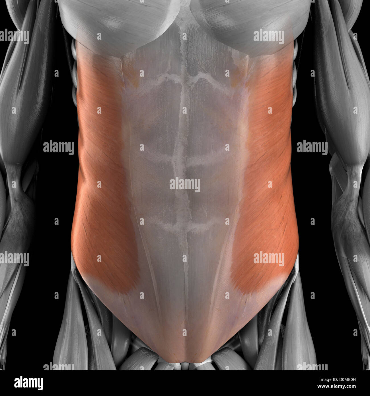 Oblique Muscle Stock Photos & Oblique Muscle Stock Images - Alamy