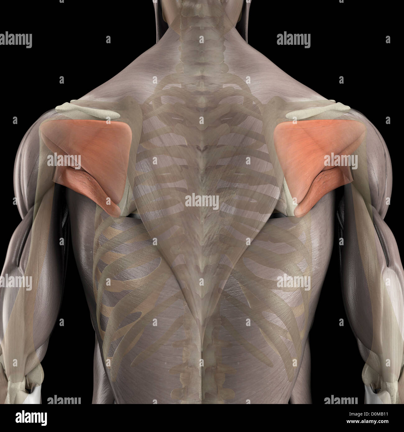 Anatomical model showing the deltoid muscles and scapula Stock Photo ...