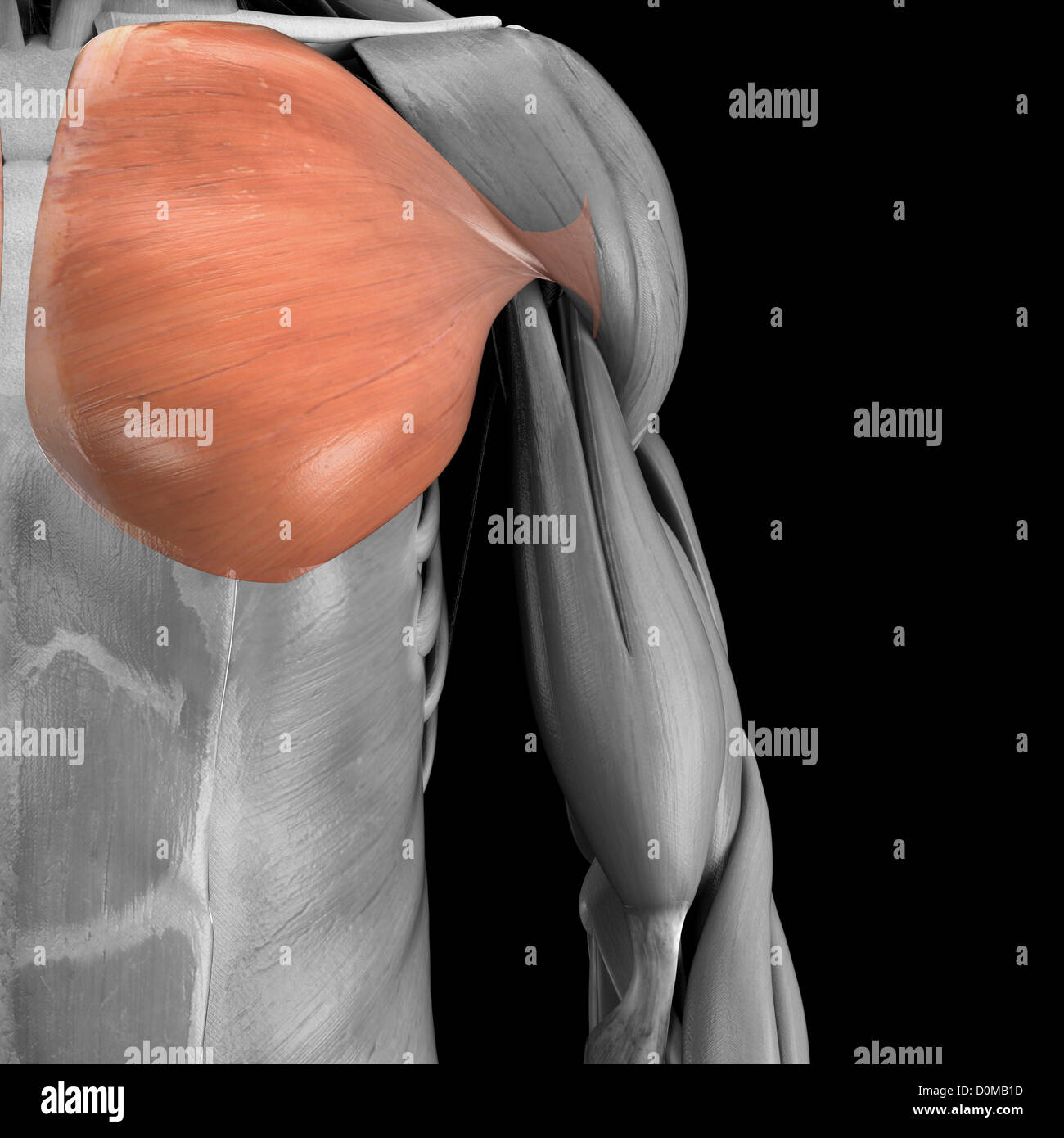 A human model showing the pectoralis major muscle Stock Photo - Alamy
