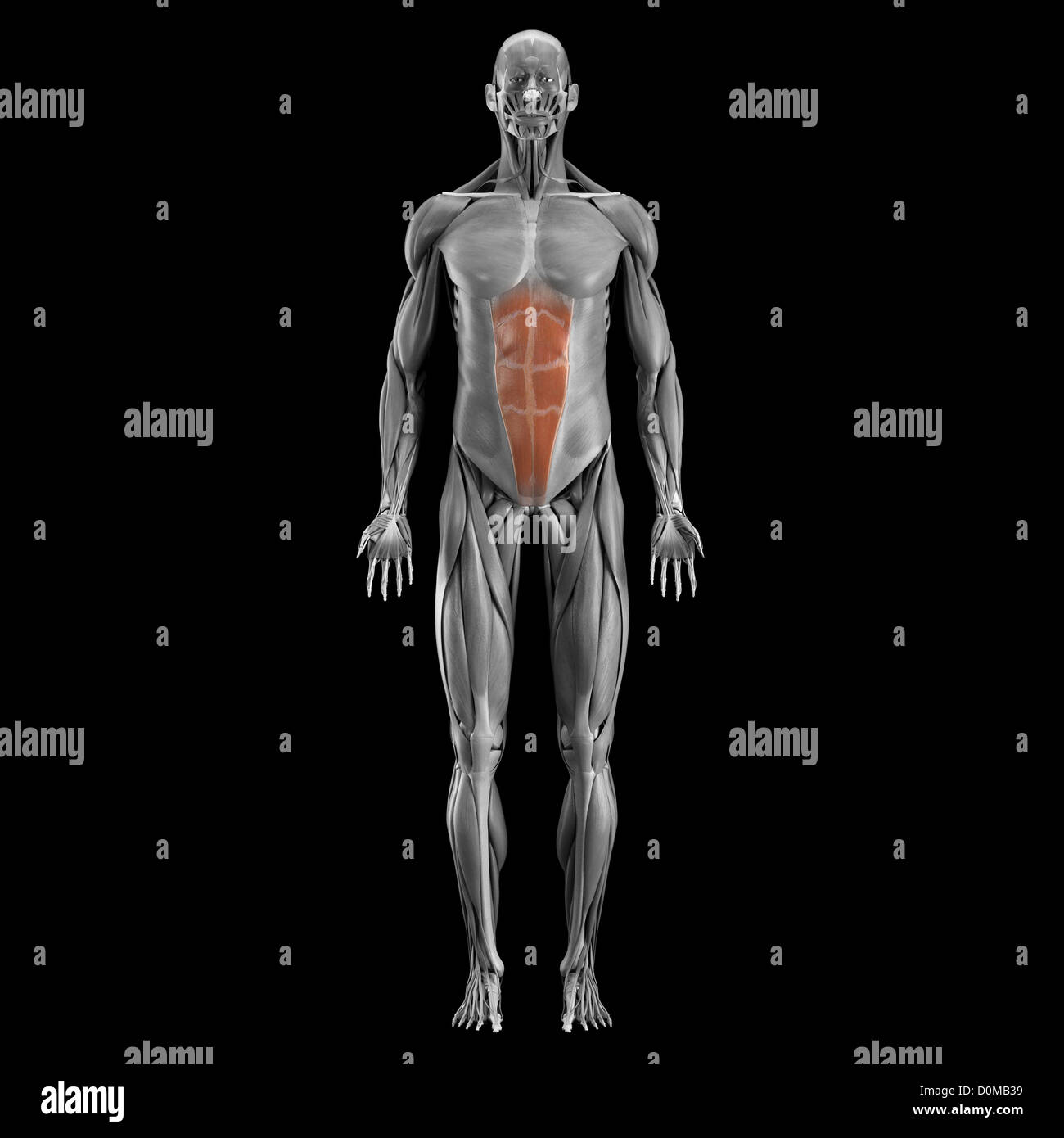 A human model showing the abdominal muscles Stock Photo - Alamy
