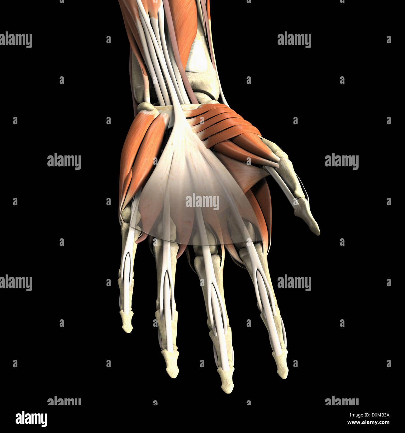 Human model showing hand muscles hi-res stock photography and images ...