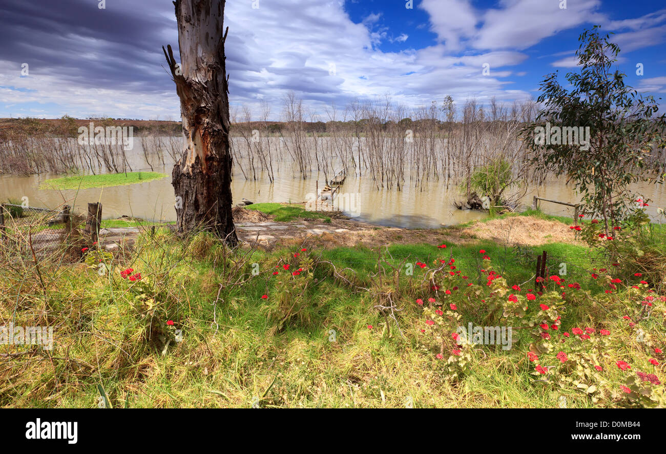 Banks of the Murray River Stock Photo - Alamy