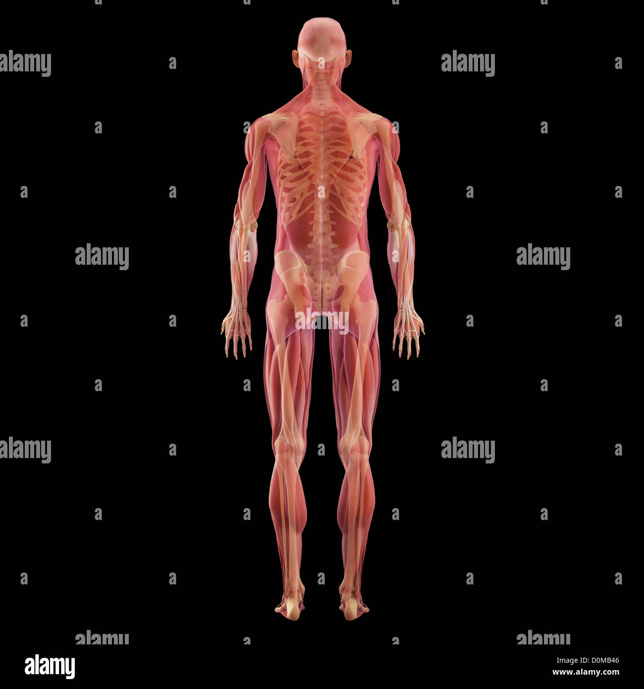 Anatomical model showing the human muscular system Stock Photo - Alamy