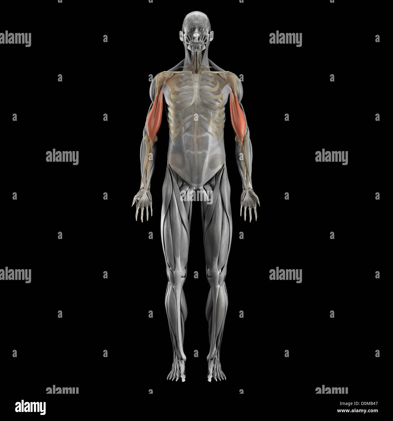 A human model showing the bicep muscle Stock Photo - Alamy