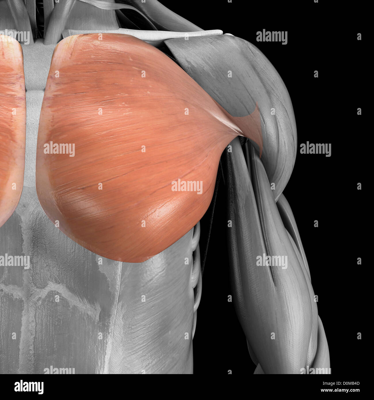 A human model showing the pectoralis major muscle Stock Photo - Alamy