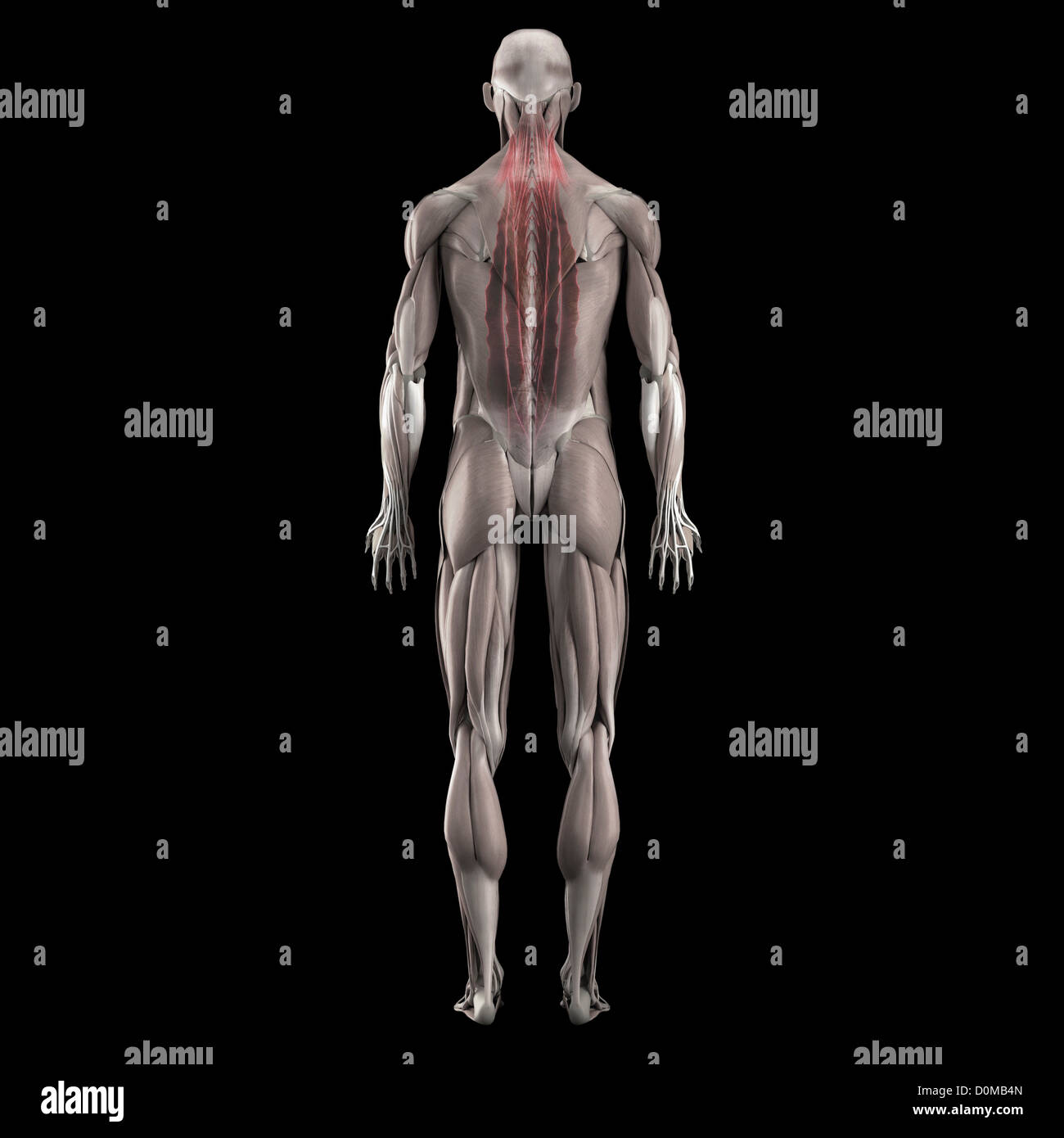 Anatomical model showing the deep muscles of the back Stock Photo - Alamy