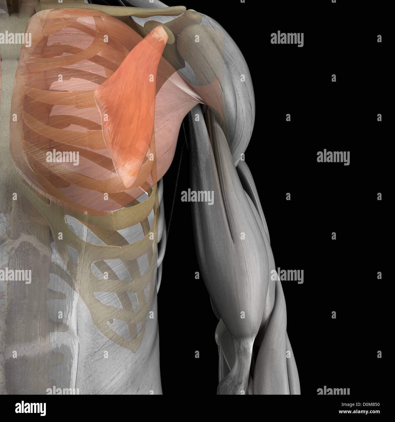 A human model showing the pectoralis minor muscle Stock Photo - Alamy