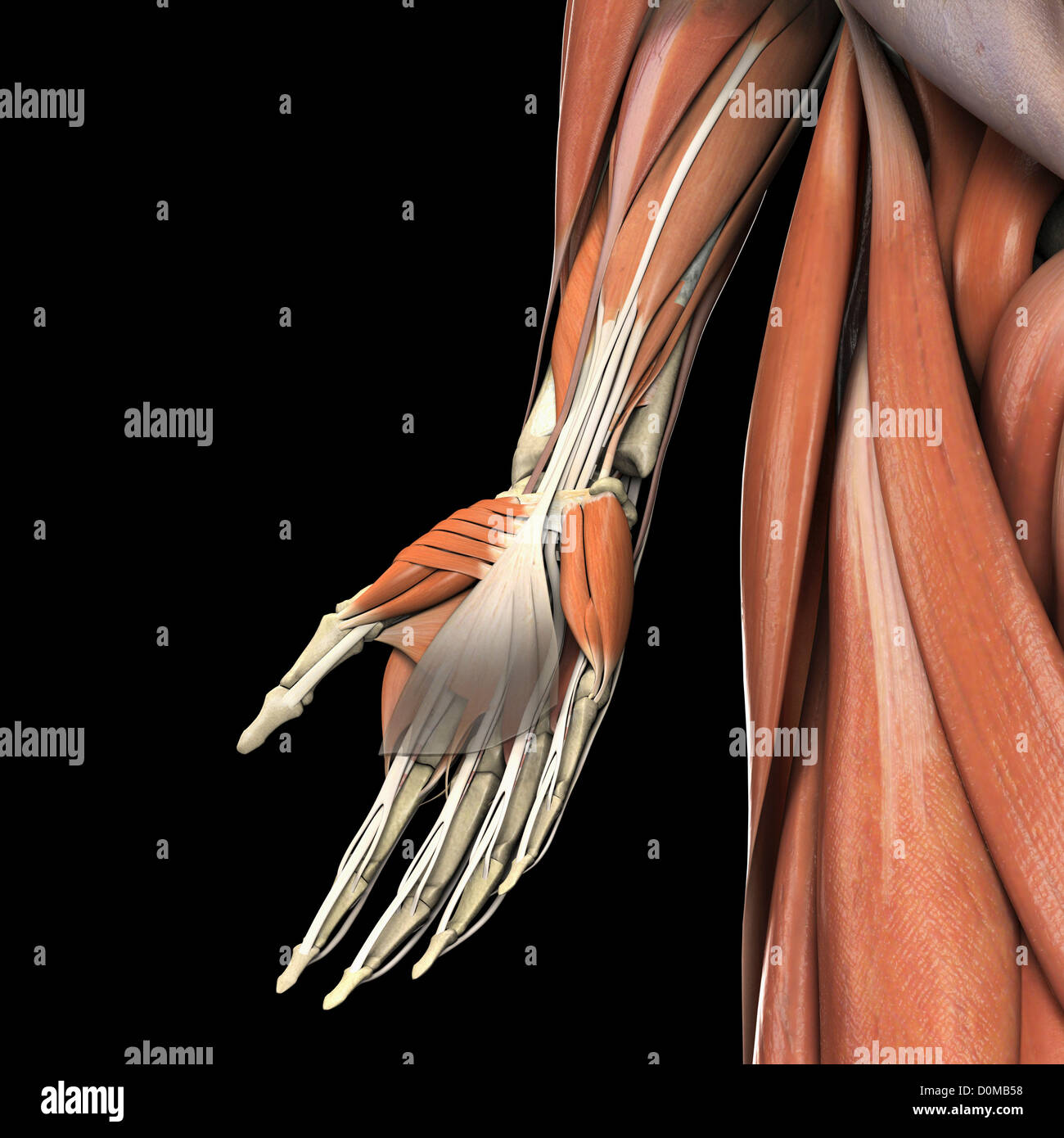 A human model showing the hand muscles Stock Photo - Alamy