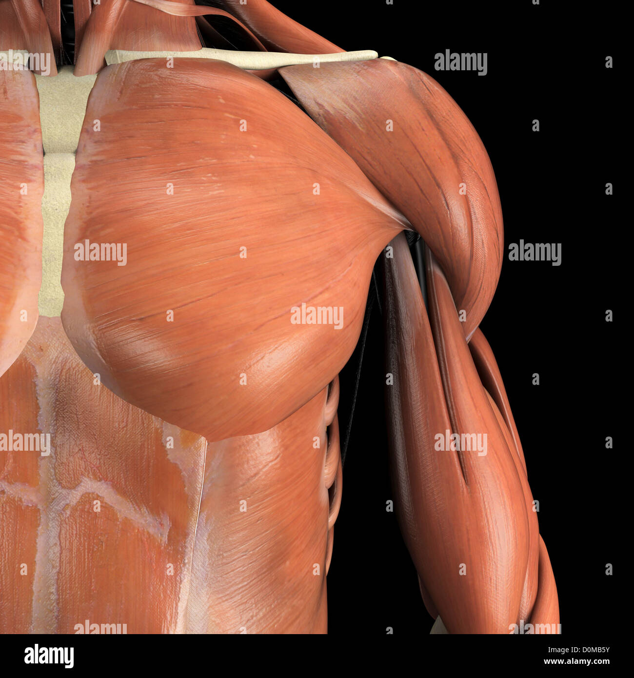 Anatomical model showing the deltoid muscles Stock Photo - Alamy