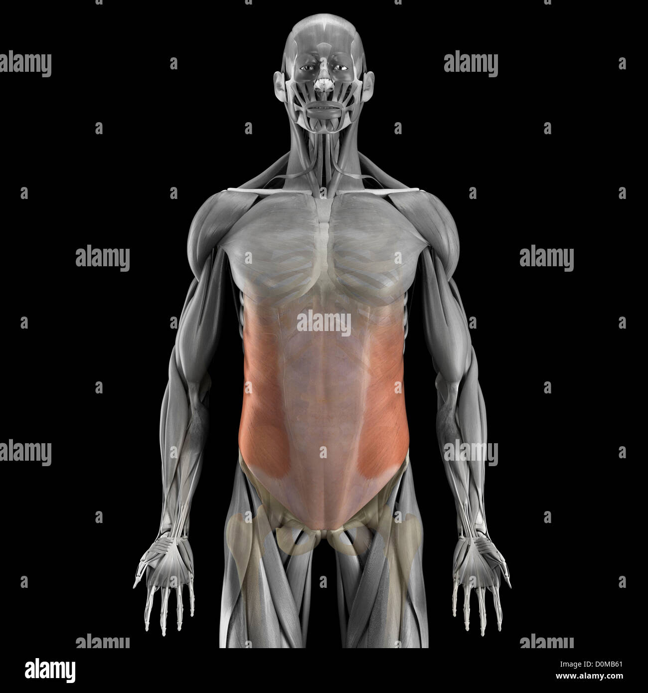 A human model showing the external oblique muscle Stock Photo - Alamy