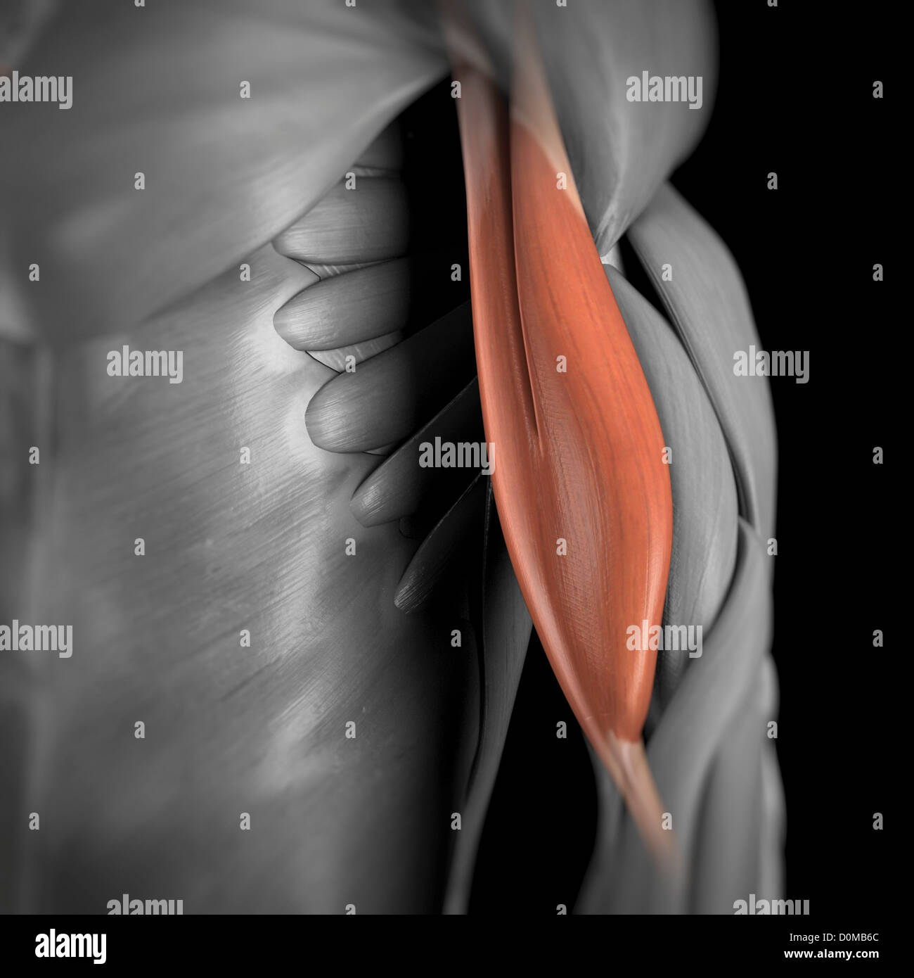A human model showing the bicep muscle Stock Photo - Alamy