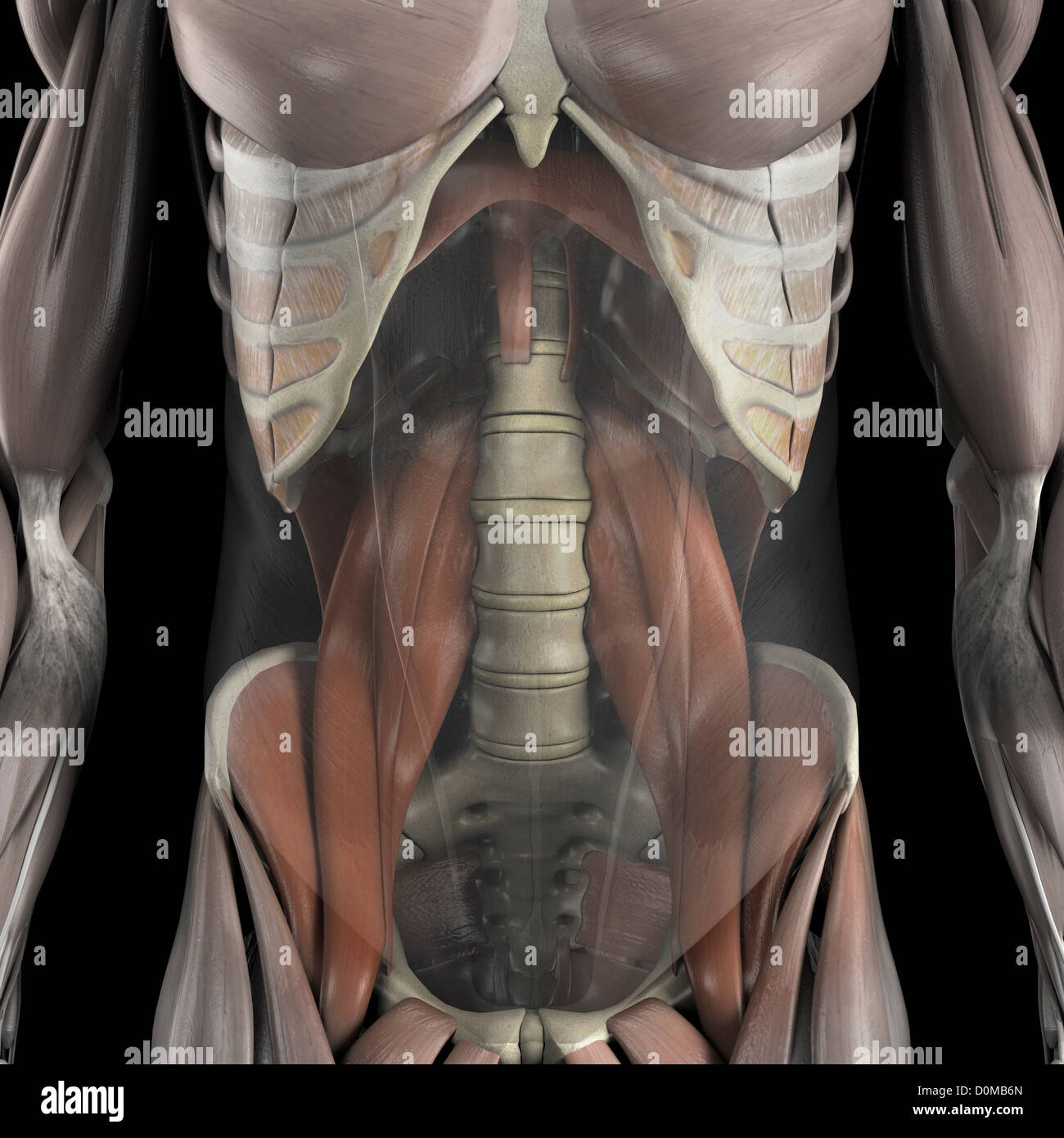 A human model showing the psoas major muscle Stock Photo - Alamy