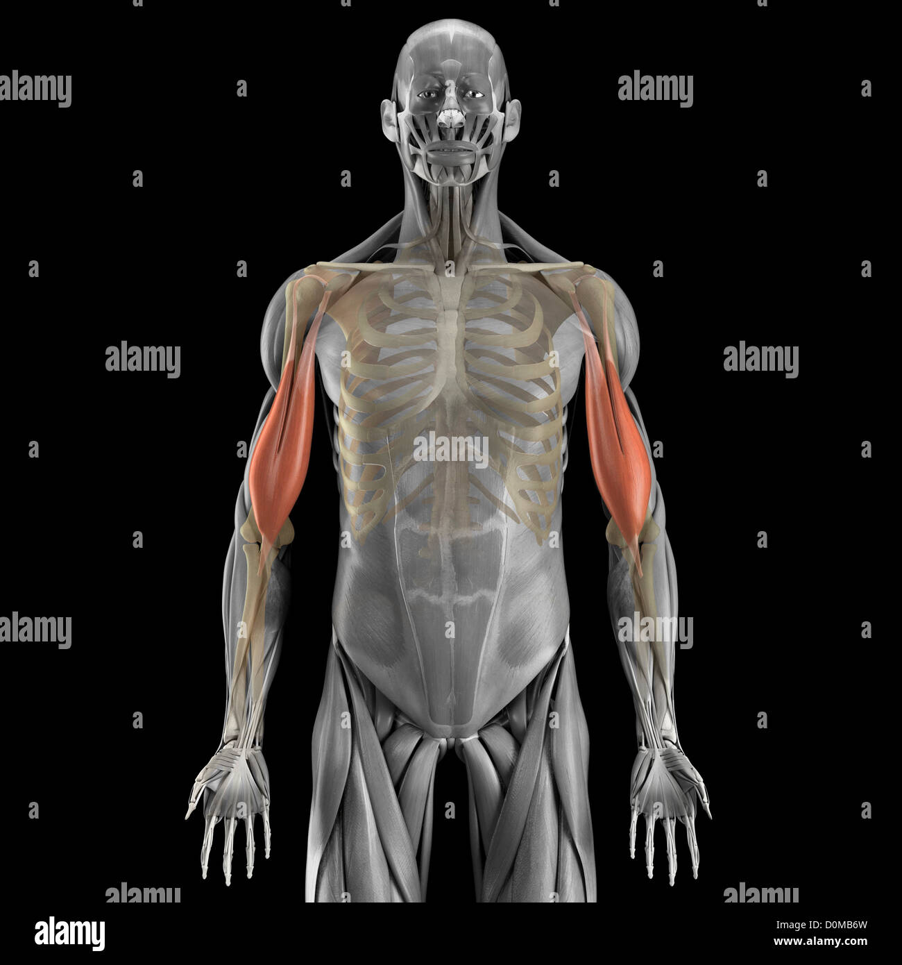 A human model showing the bicep muscle Stock Photo - Alamy