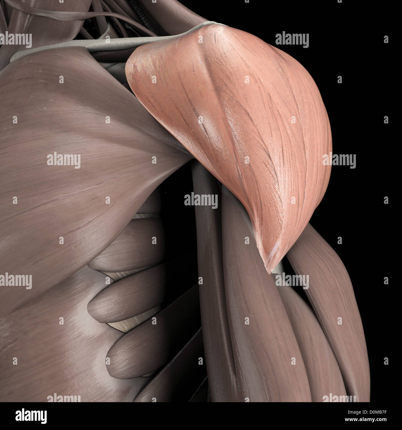 Deltoid muscle hi-res stock photography and images - Alamy