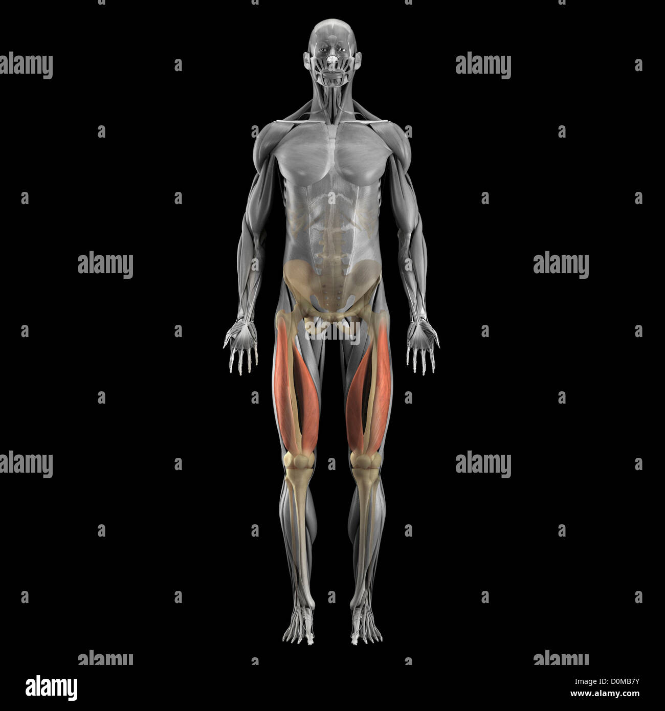 Vastus intermedius hi-res stock photography and images - Alamy