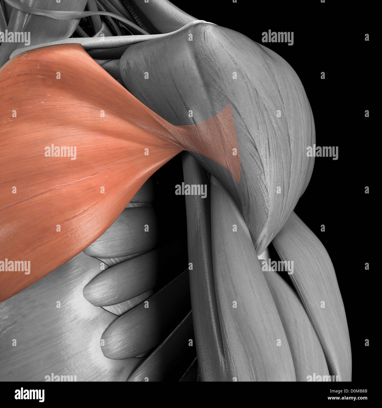 A human model showing the pectoralis major muscle Stock Photo - Alamy