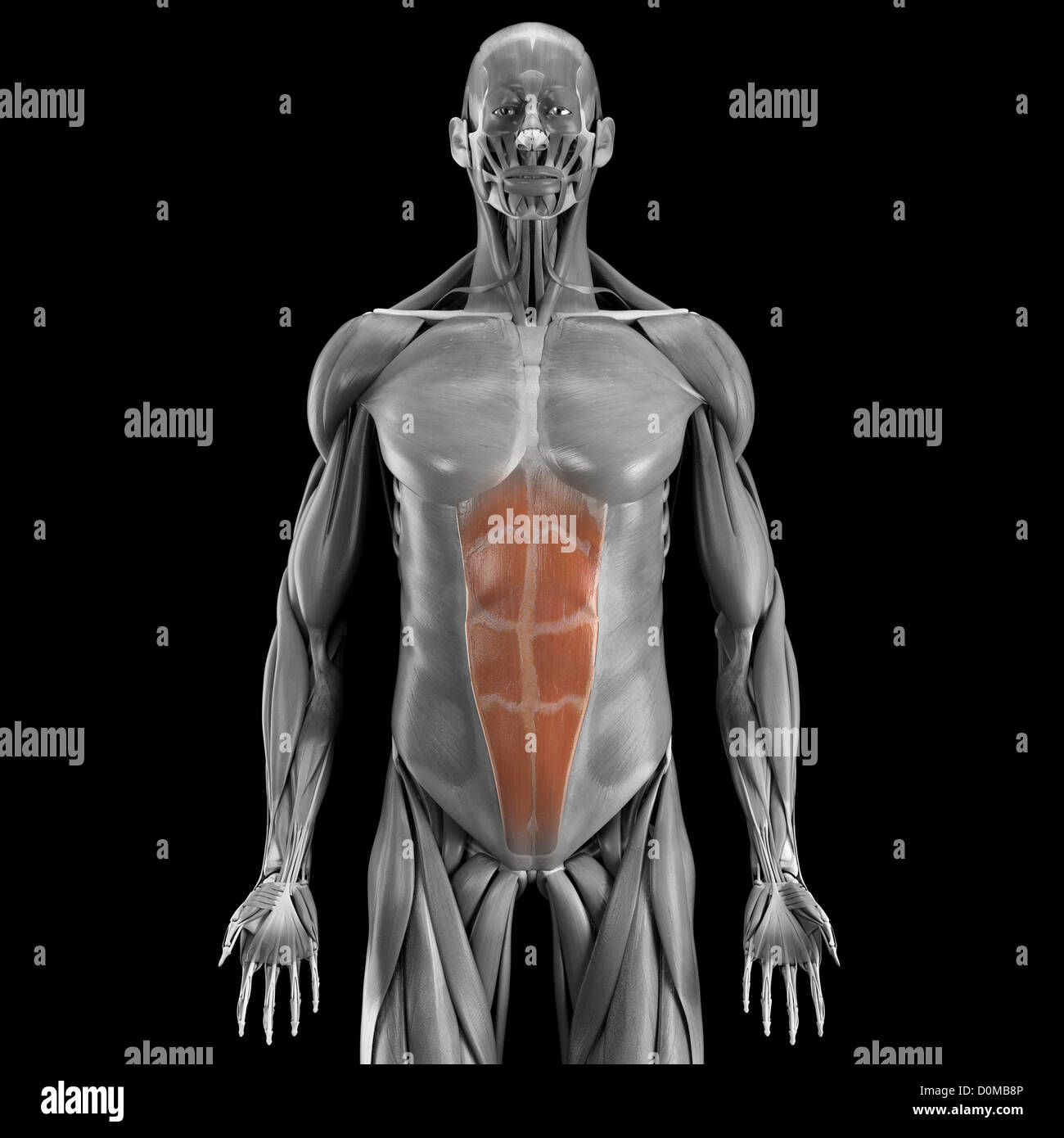 Linea Alba Stock Photos & Linea Alba Stock Images - Alamy