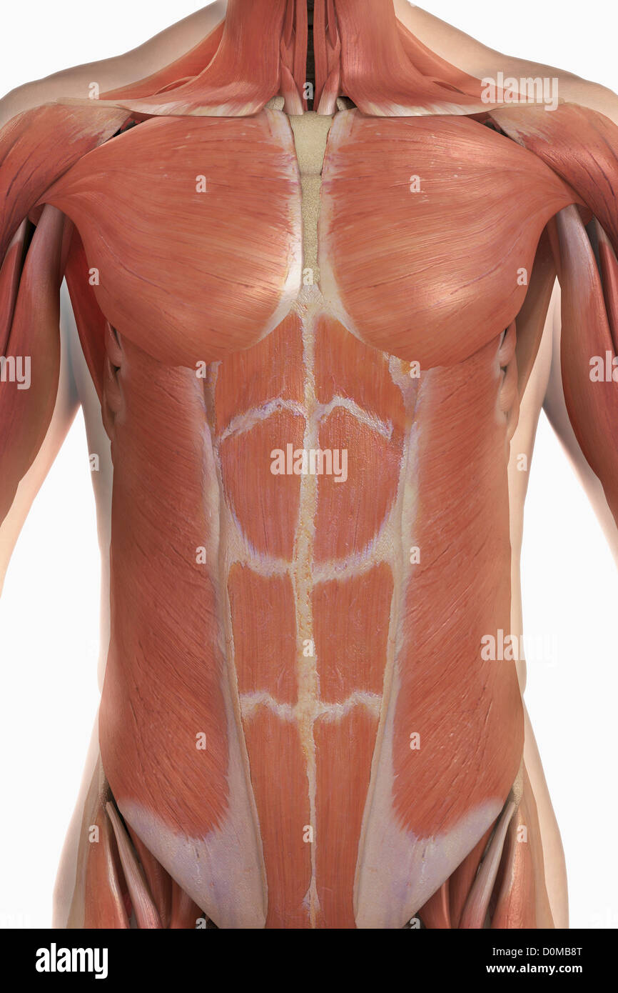 Anatomical model showing the pectoralis major and abdominal muscles ...