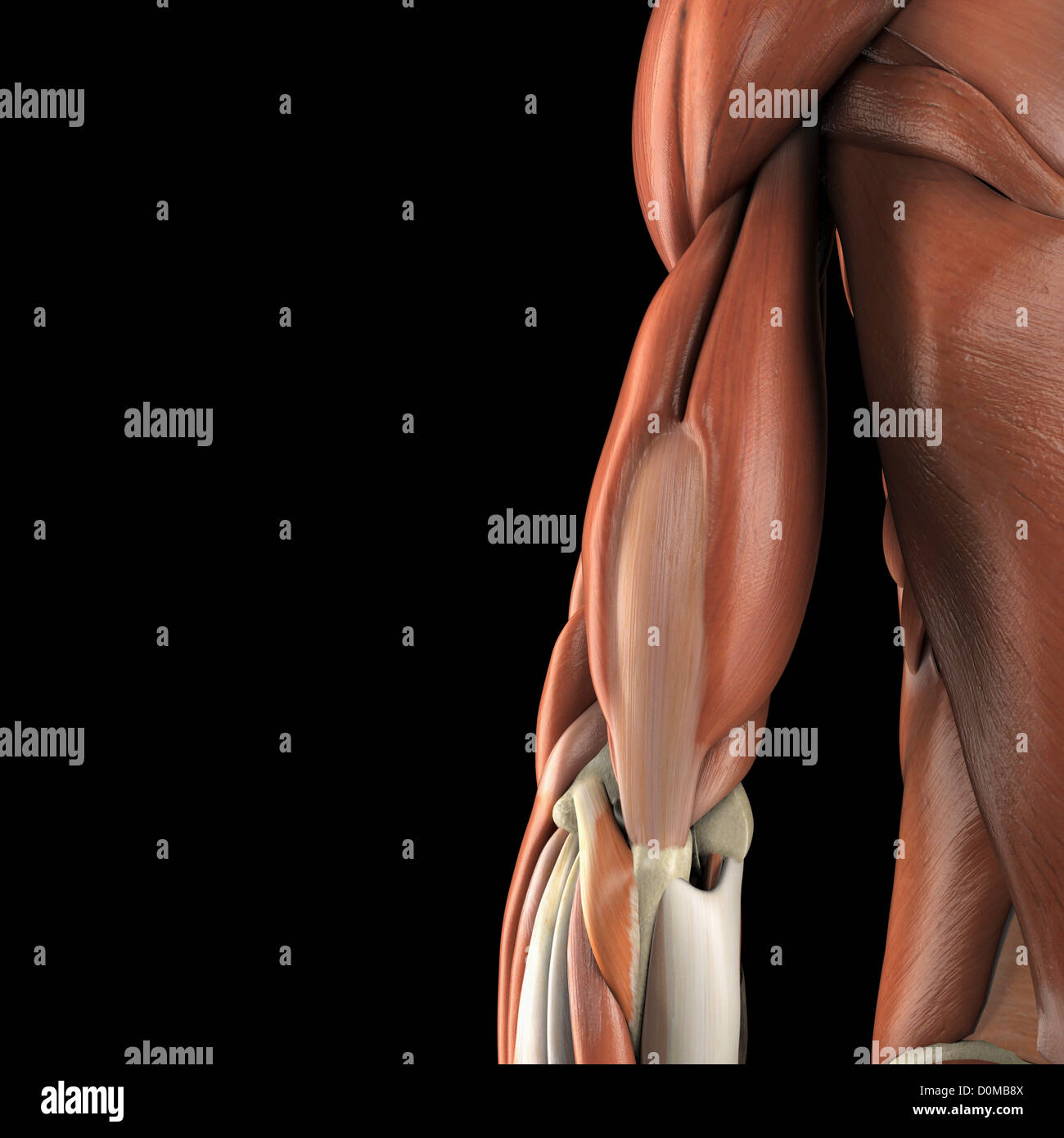 Anatomical model showing the triceps muscle Stock Photo - Alamy