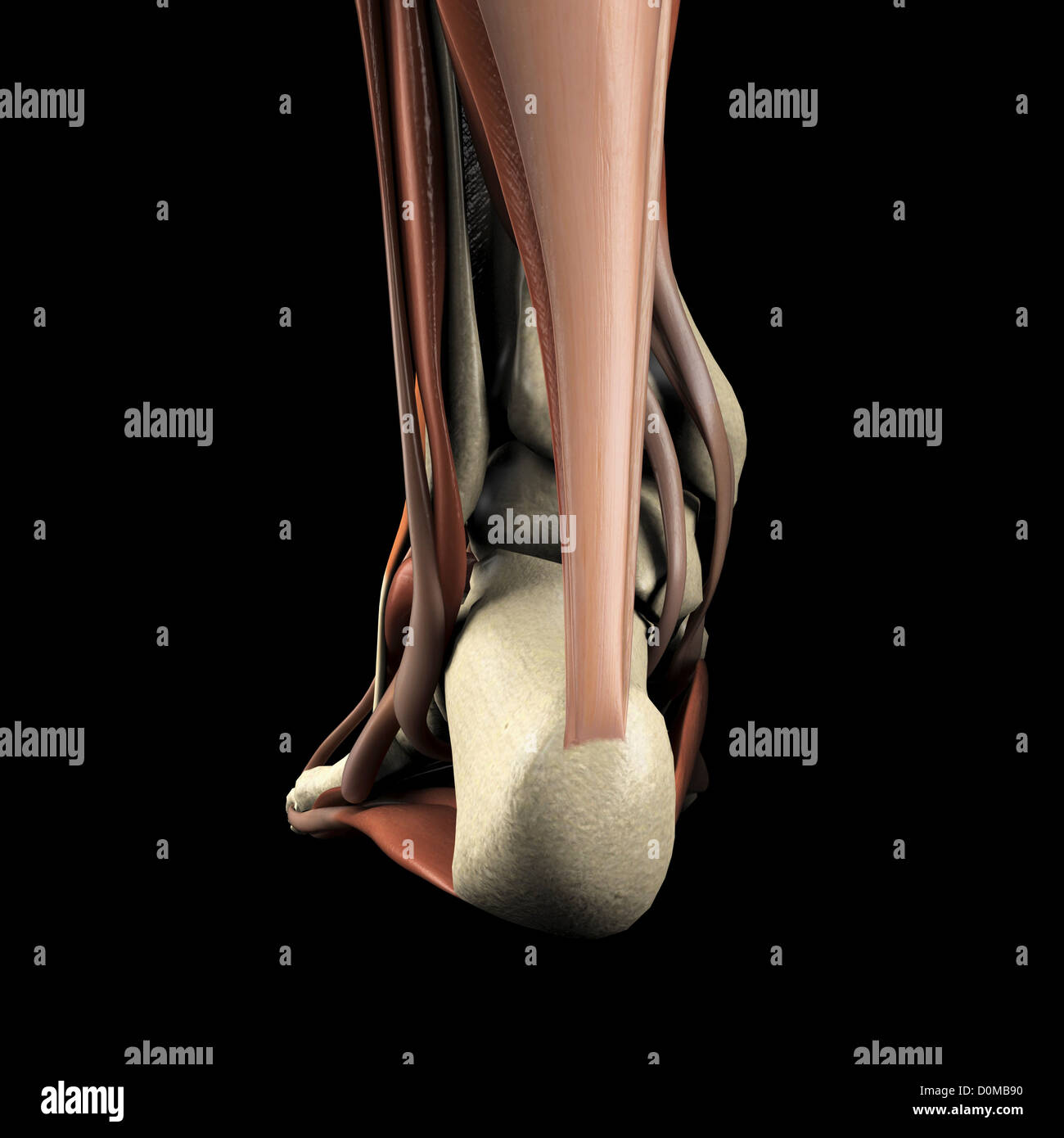 A human model showing the Achilles tendon Stock Photo - Alamy