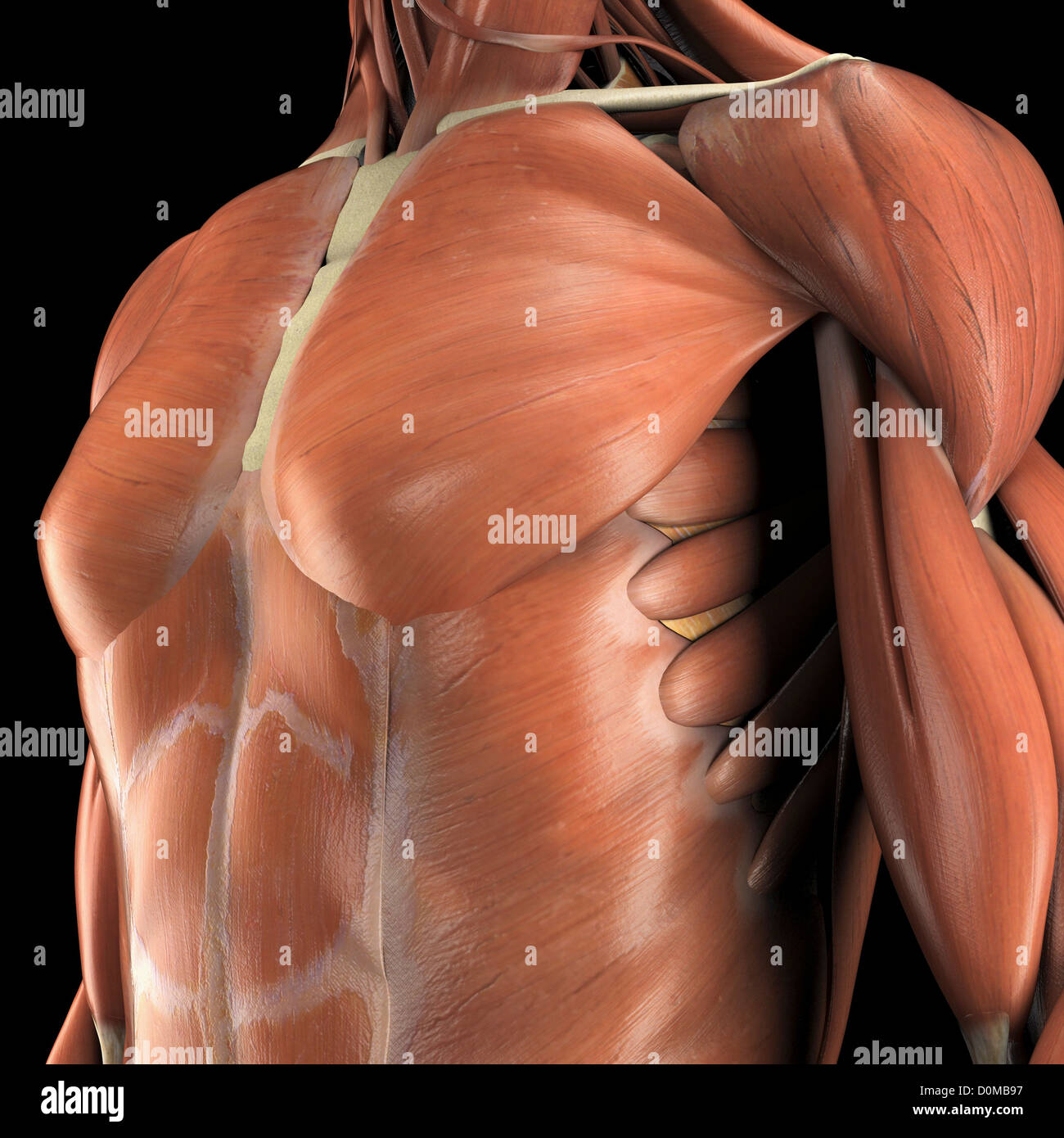 Anatomical model showing the pectoralis major, deltoid and biceps ...