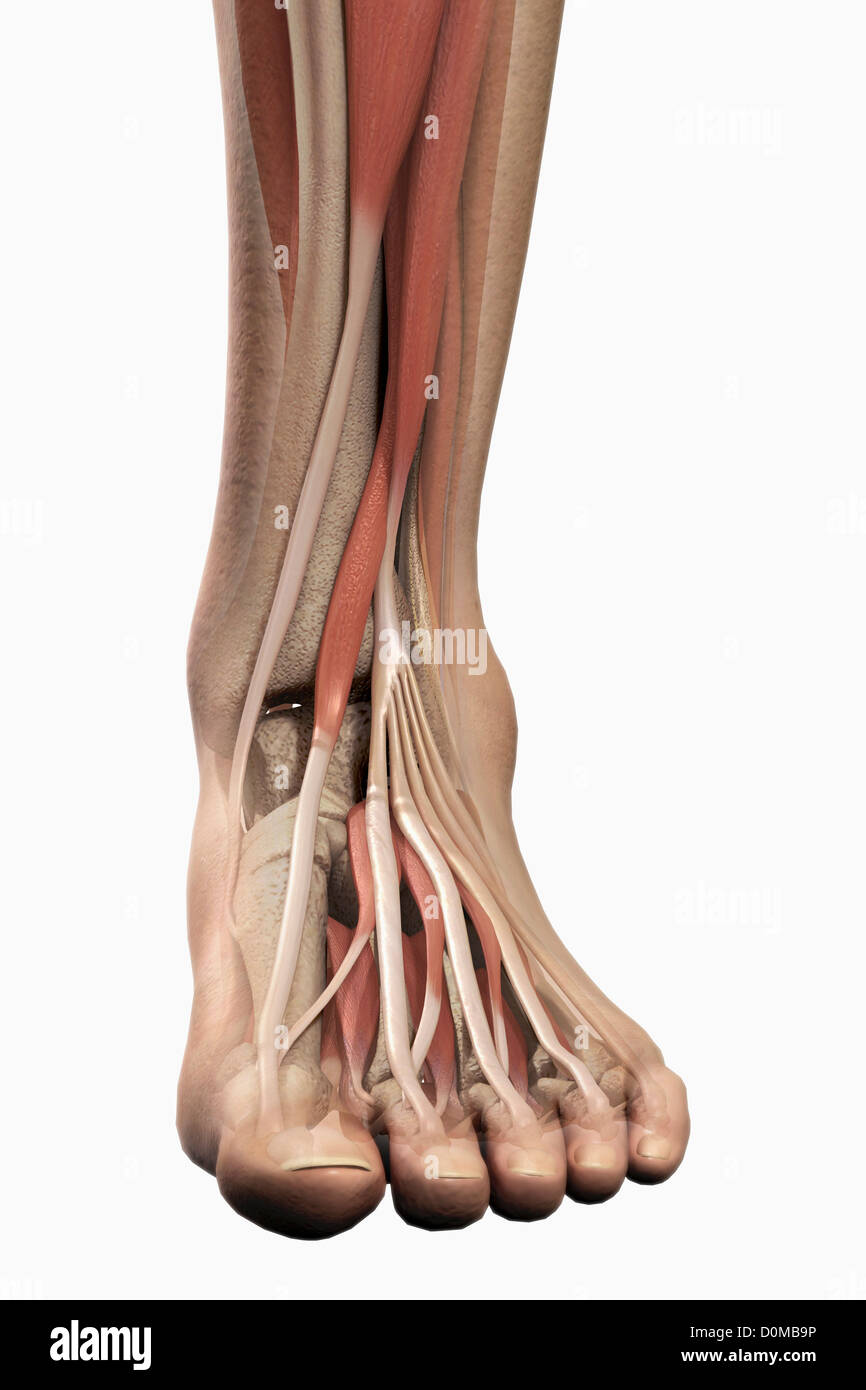 A human model showing the foot muscles Stock Photo - Alamy