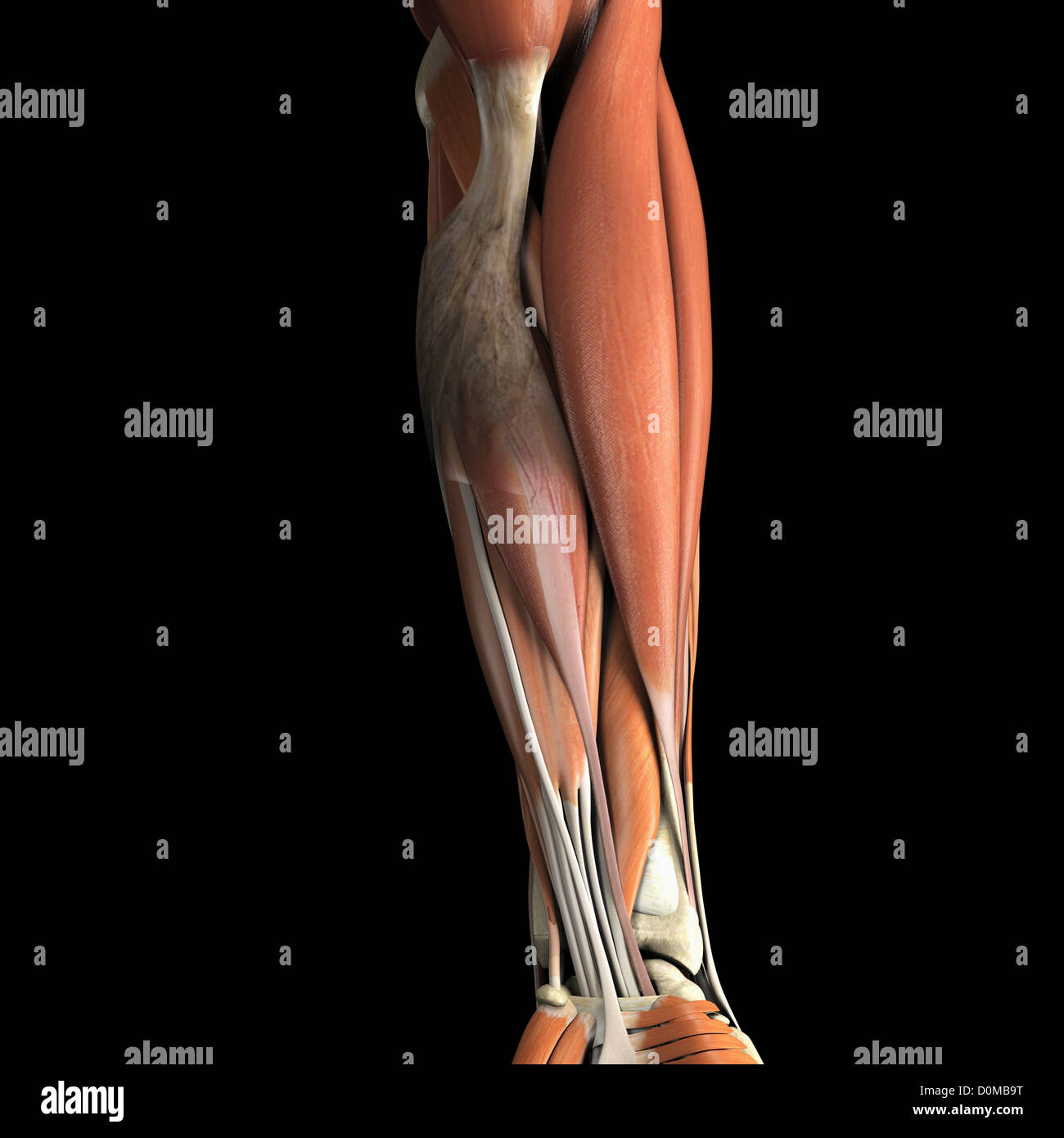 Anatomical model showing part of the human muscular system Stock Photo ...