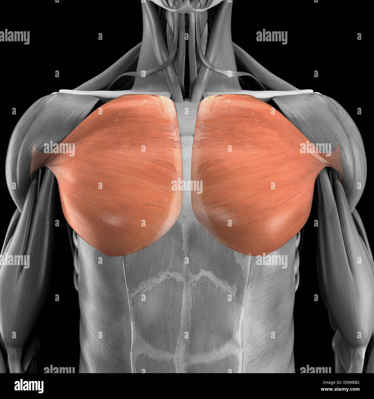 Pectoralis Major